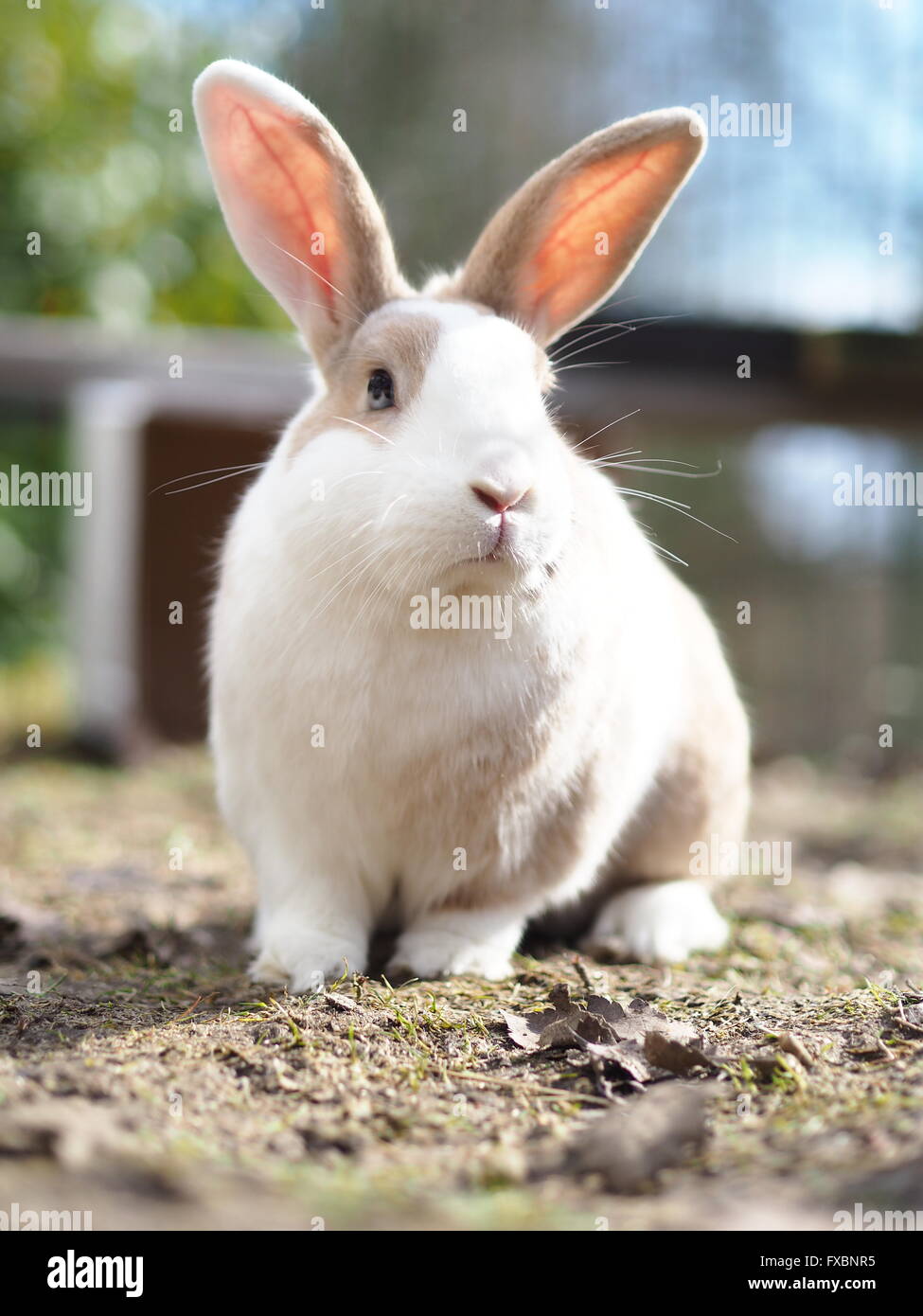 Brown and white bunny / rabbit outside, mix of flemish giant and dwarf ...