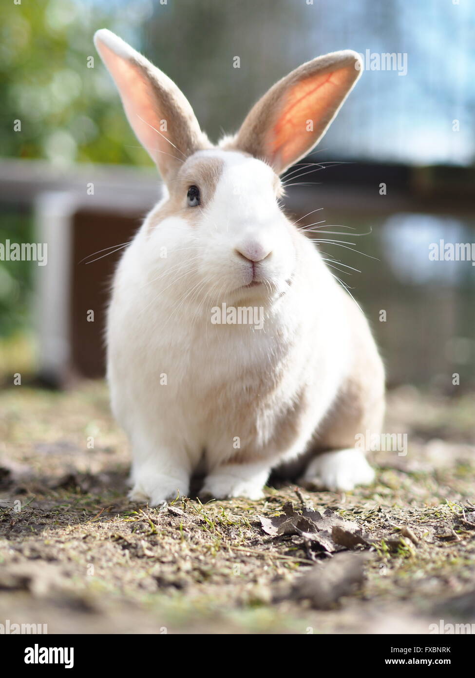 Brown and white bunny / rabbit outside, mix of flemish giant and dwarf ...