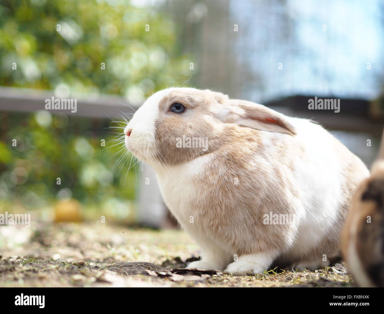 Brown and white bunny outside, mix of flemish giant and dwarf lop Stock ...