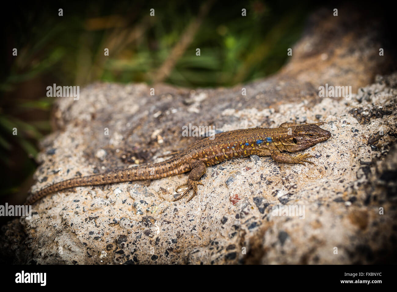 tizon lizard from El Teide mountain National Park Stock Photo - Alamy