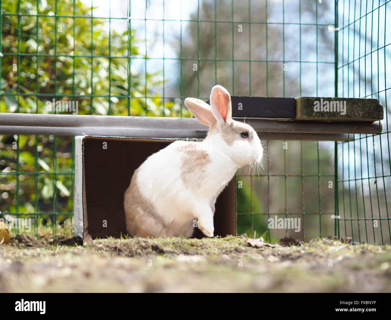 Bunny sitting in a box Stock Photo - Alamy