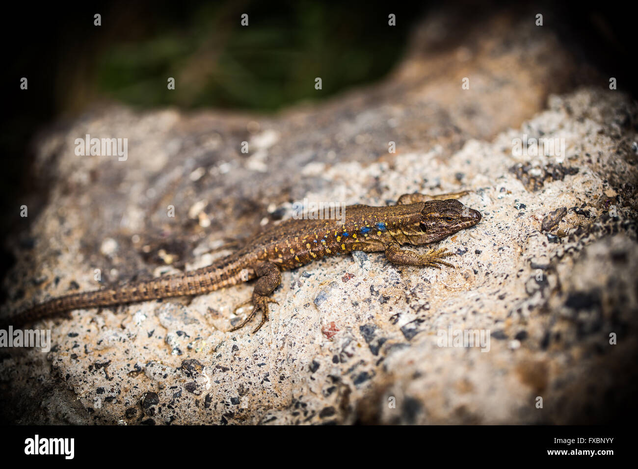 tizon lizard from El Teide mountain National Park Stock Photo - Alamy