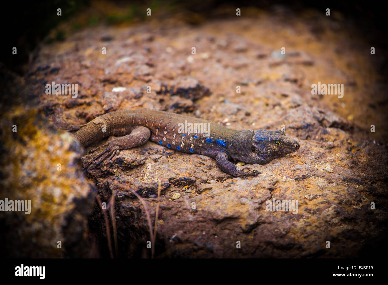 tizon lizard from El Teide mountain National Park Stock Photo - Alamy