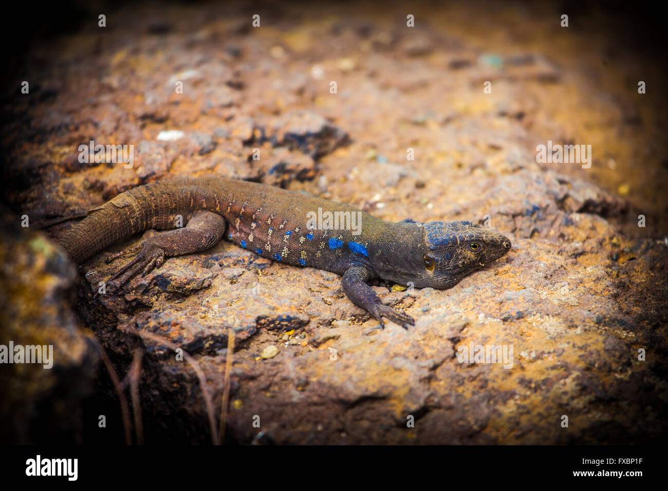 tizon lizard from El Teide mountain National Park Stock Photo - Alamy