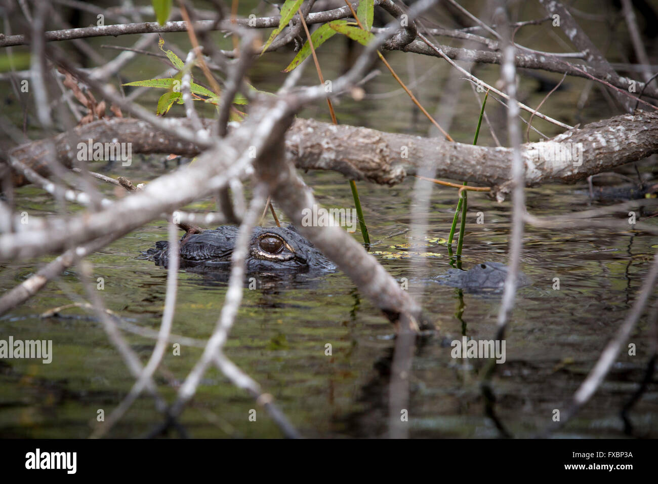 Submerged Alligator (Alligator Mississippiensis) at home in Everglades ...