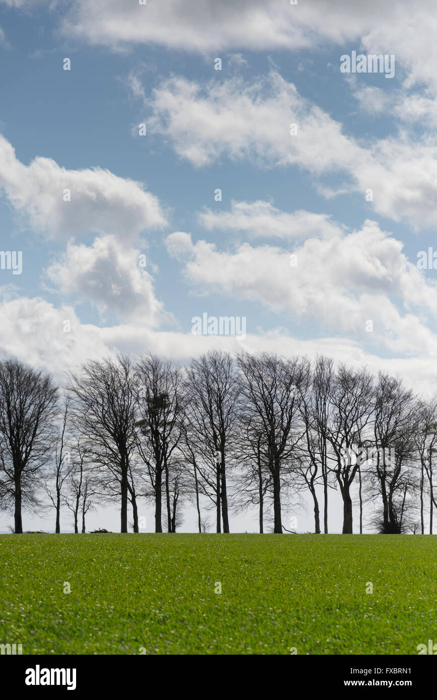A line of trees on the horizon in a green field and blue sky and white ...