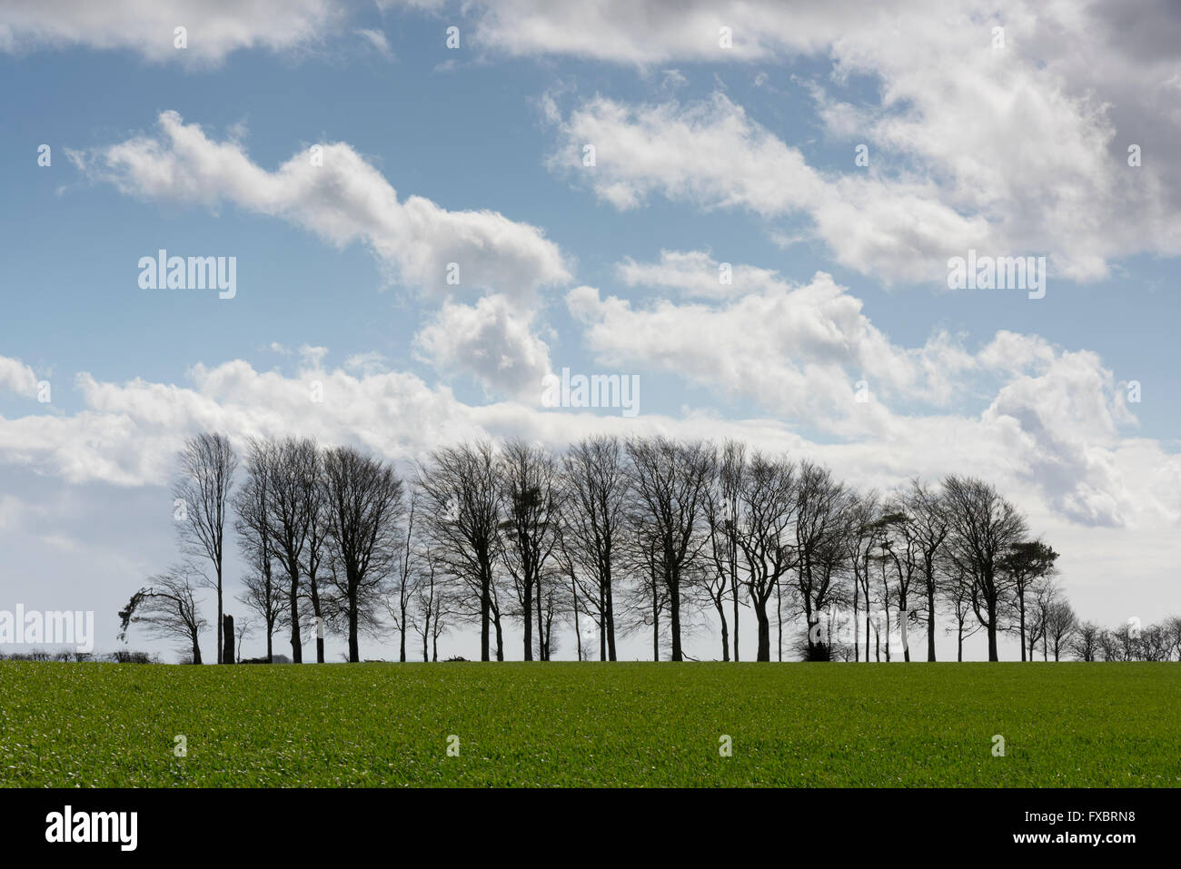 A line of trees on the horizon in a green field and blue sky and white ...