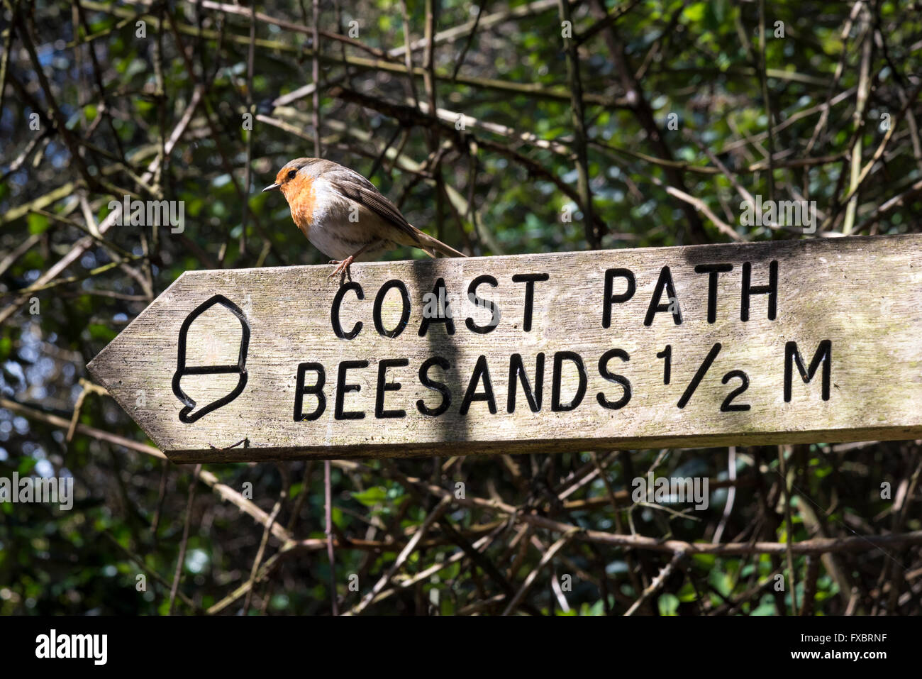 The south west coast path sign at Beesands Devon UK with a robin bird sitting on it Stock Photo ...