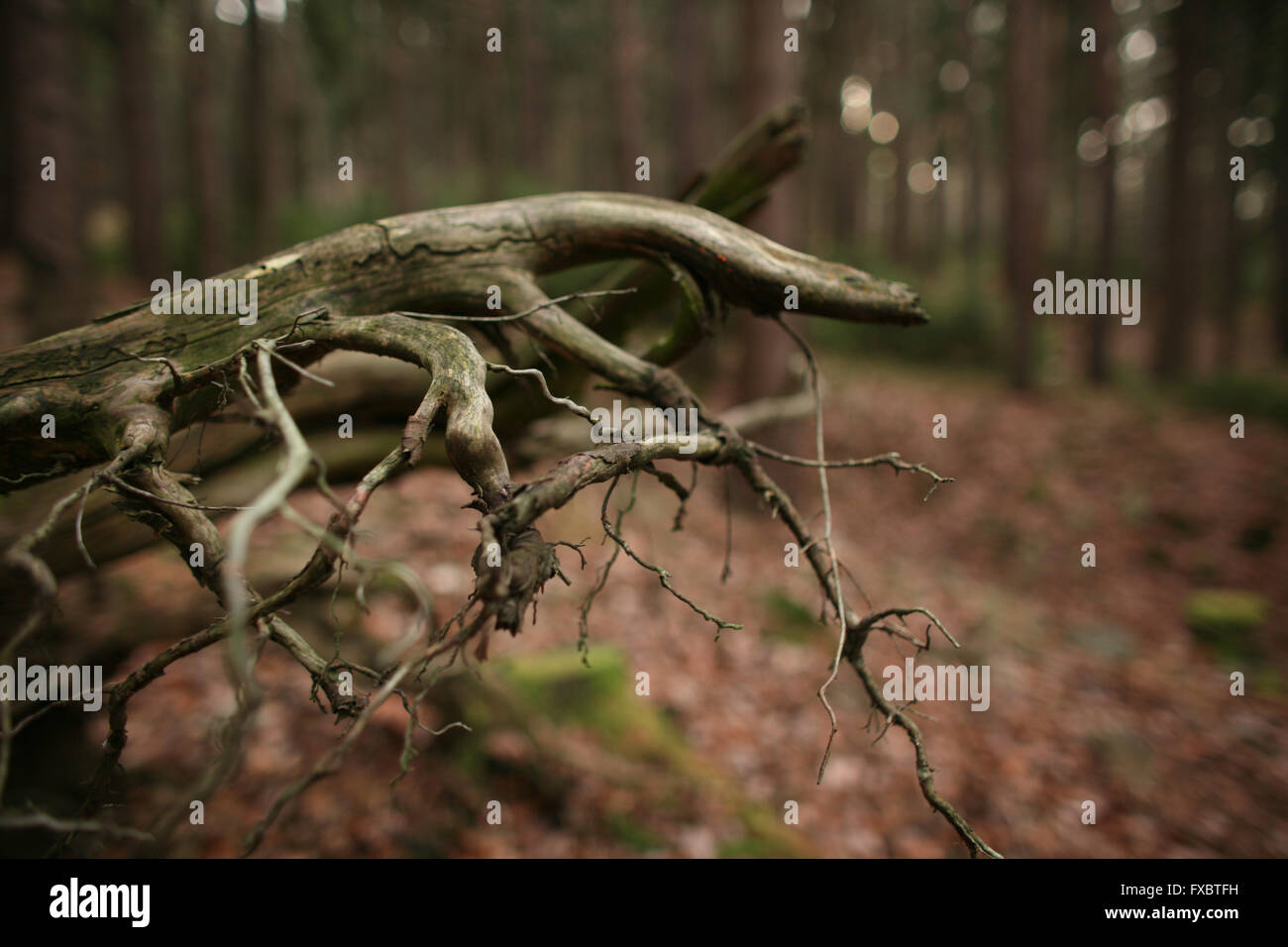 Roots near ancient celtic road in Central Bohemia, Czech Republic Stock ...