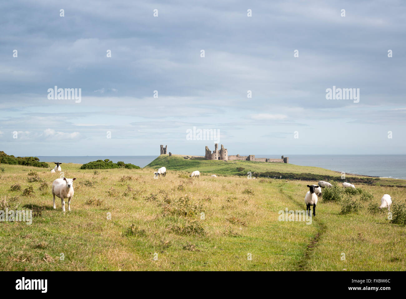 Dunstanburgh Castle, Northumberland Stock Photo - Alamy