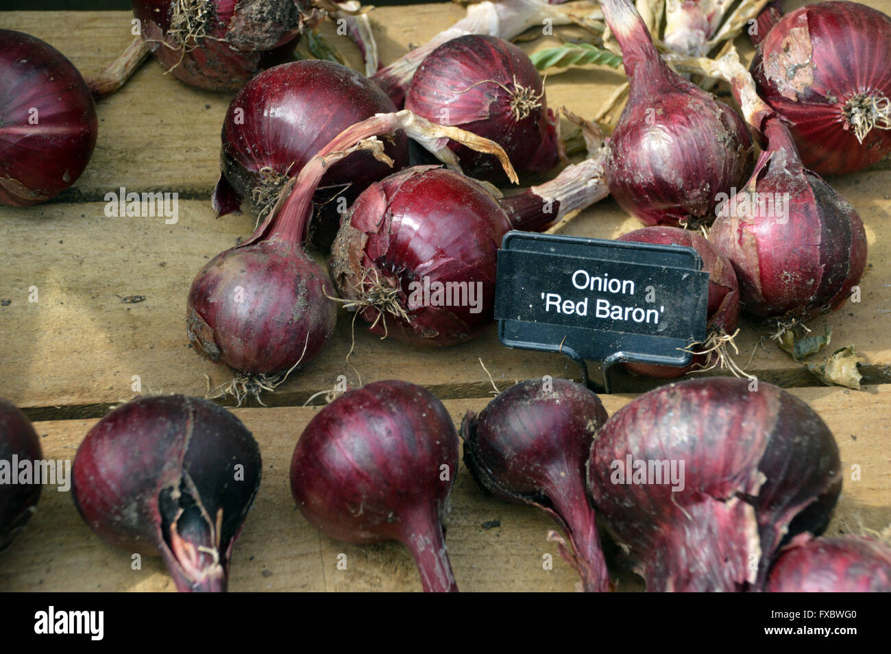 Red Baron Onions Drying out in the Sun on Wooden Box in RHS Garden ...