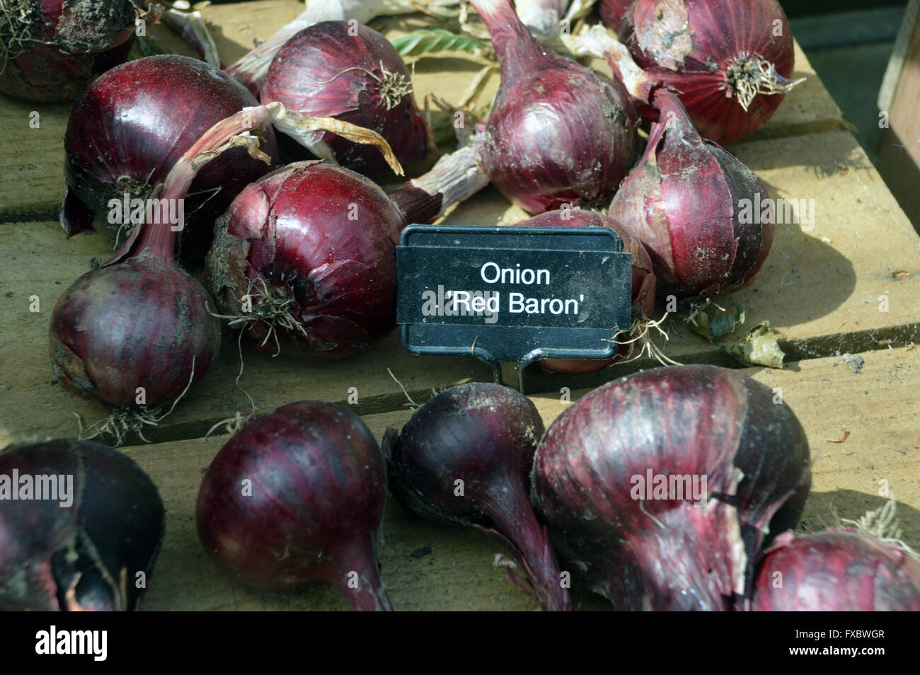 Red baron onions uk hi-res stock photography and images - Alamy