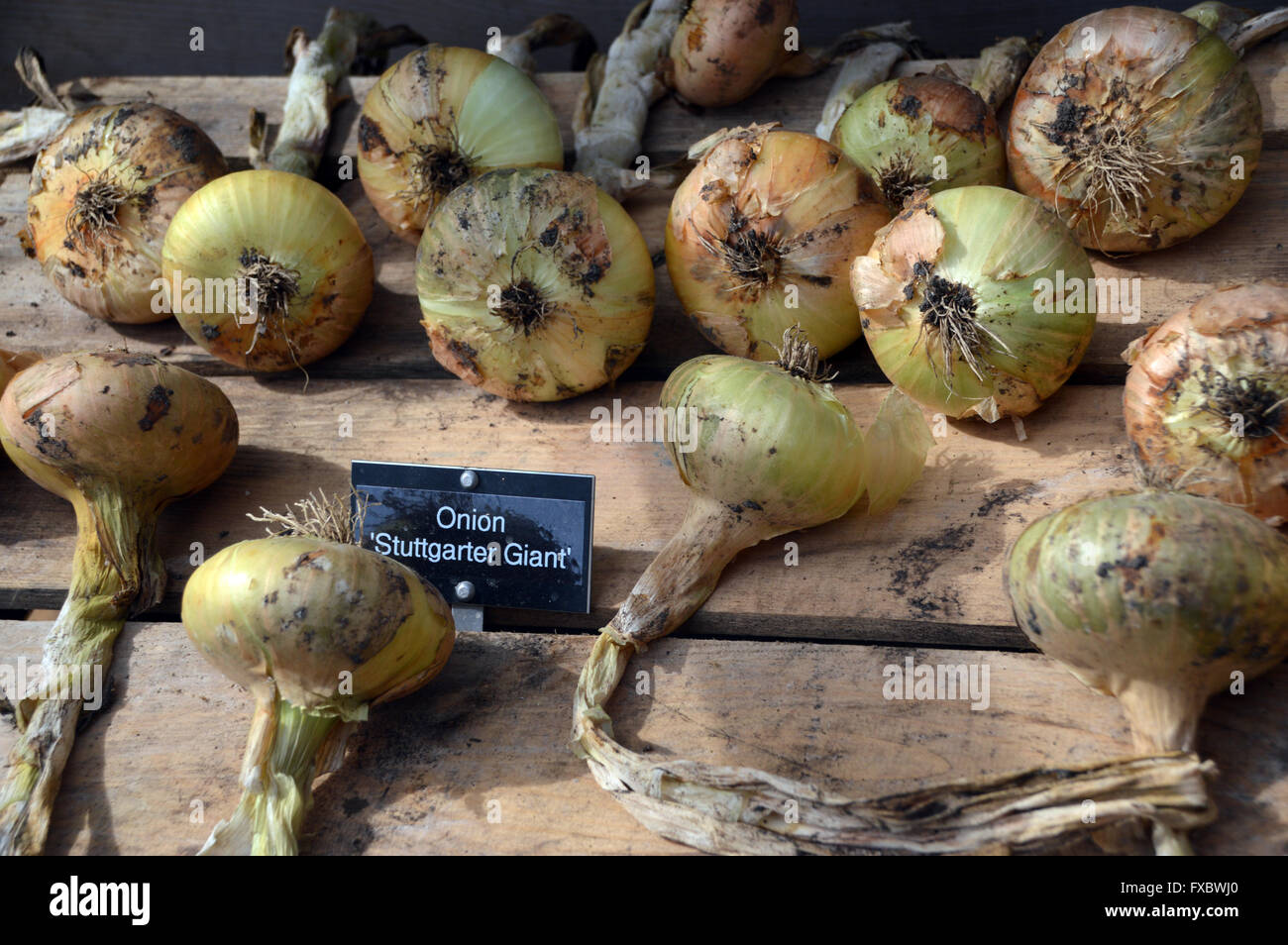 Stuttgrater Giant Onions Drying out in the Sun on Wooden Box in RHS ...