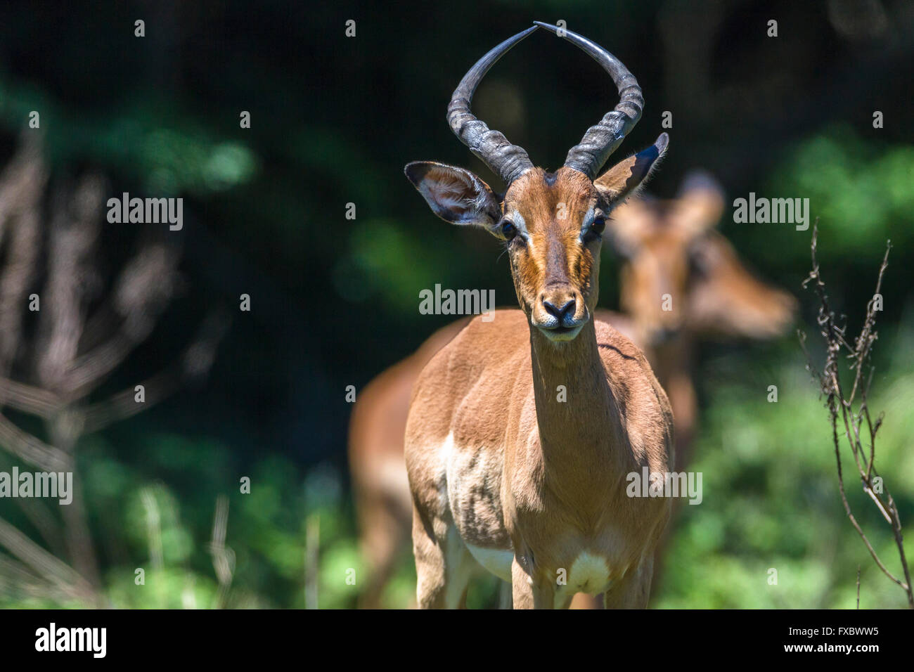 Wildlife buck male animal head on alert closeup photo in wilderness ...