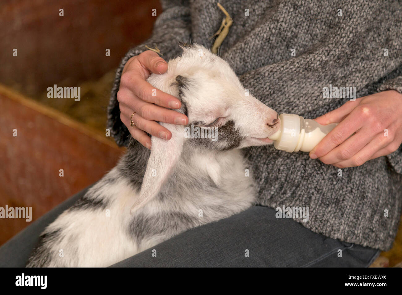 Baby goat kid stock image hi-res stock photography and images - Alamy