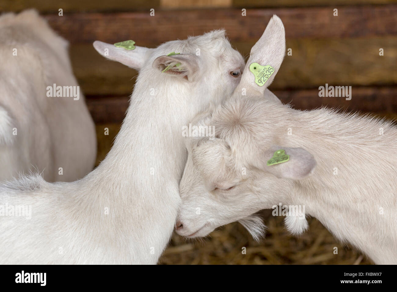 Domestic goats ( Capra aegagrus hircus ) hugging each other on a dairy ...