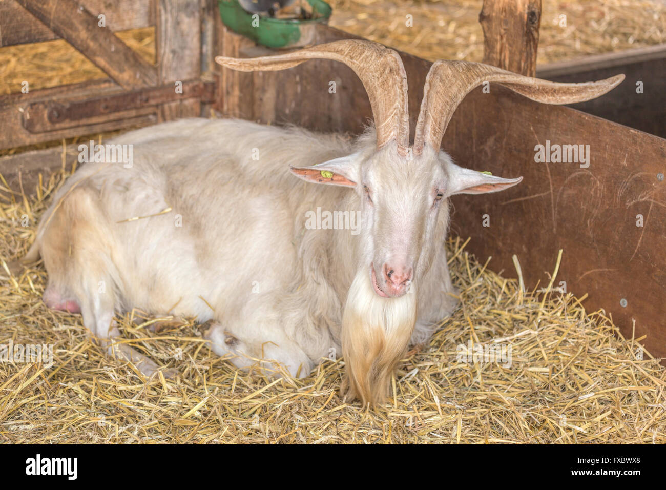 Bucksbillies hi-res stock photography and images - Alamy
