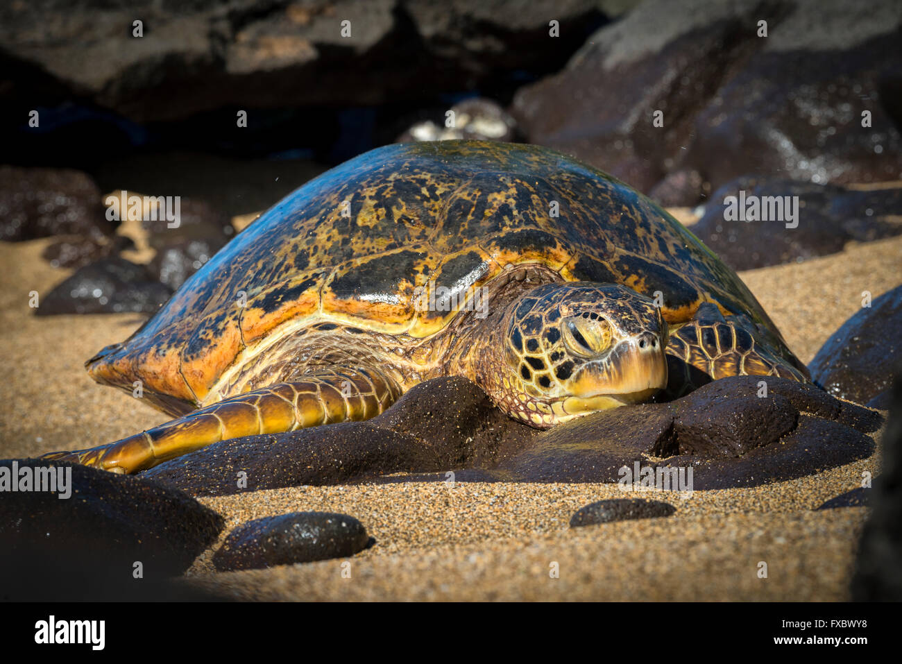 USA, Hawaii, Maui , Green Sea Turtle, Ono, Honu Stock Photo - Alamy