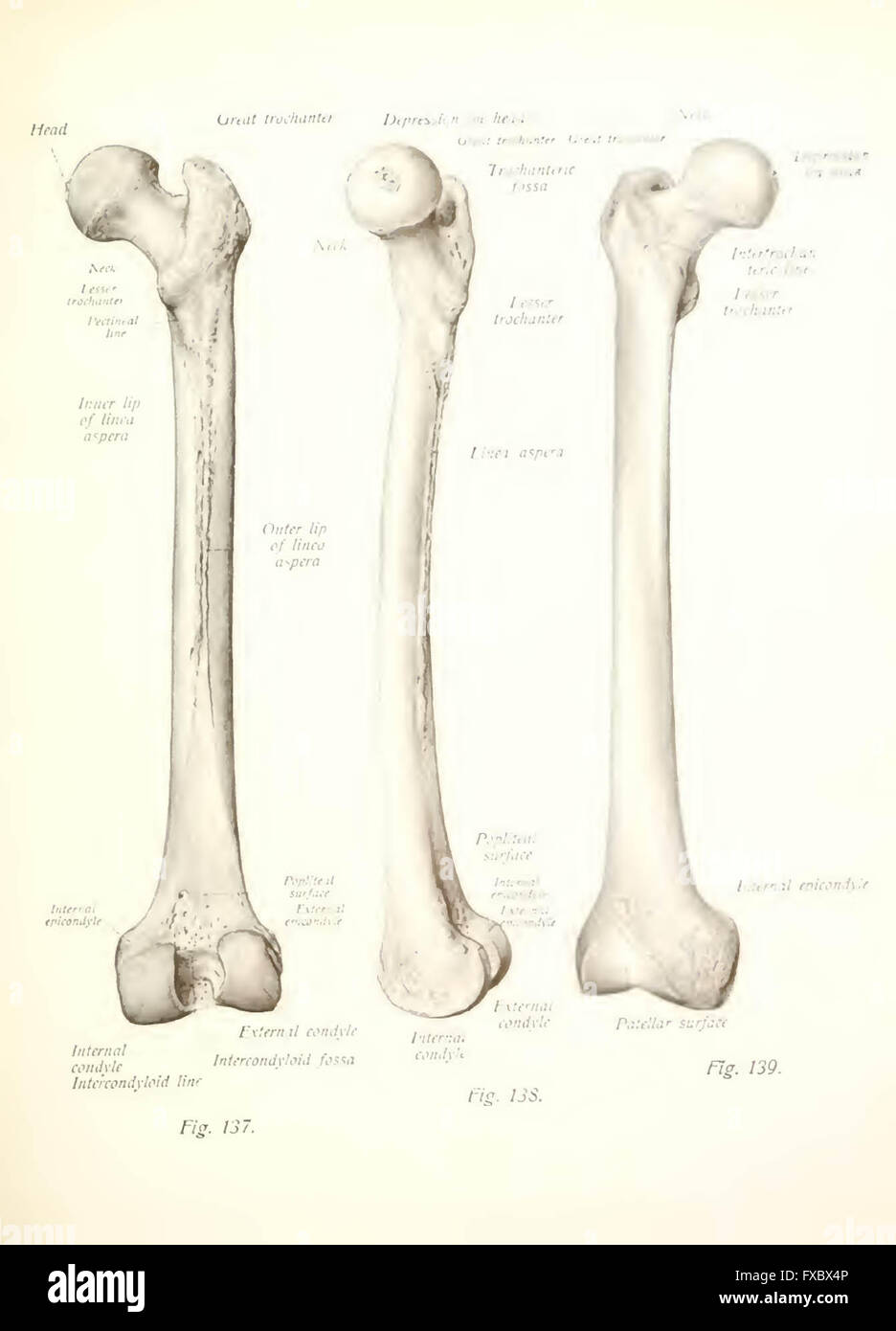 Atlas and text-book of human anatomy by Sobotta, Johannes, 1869-1945 ...
