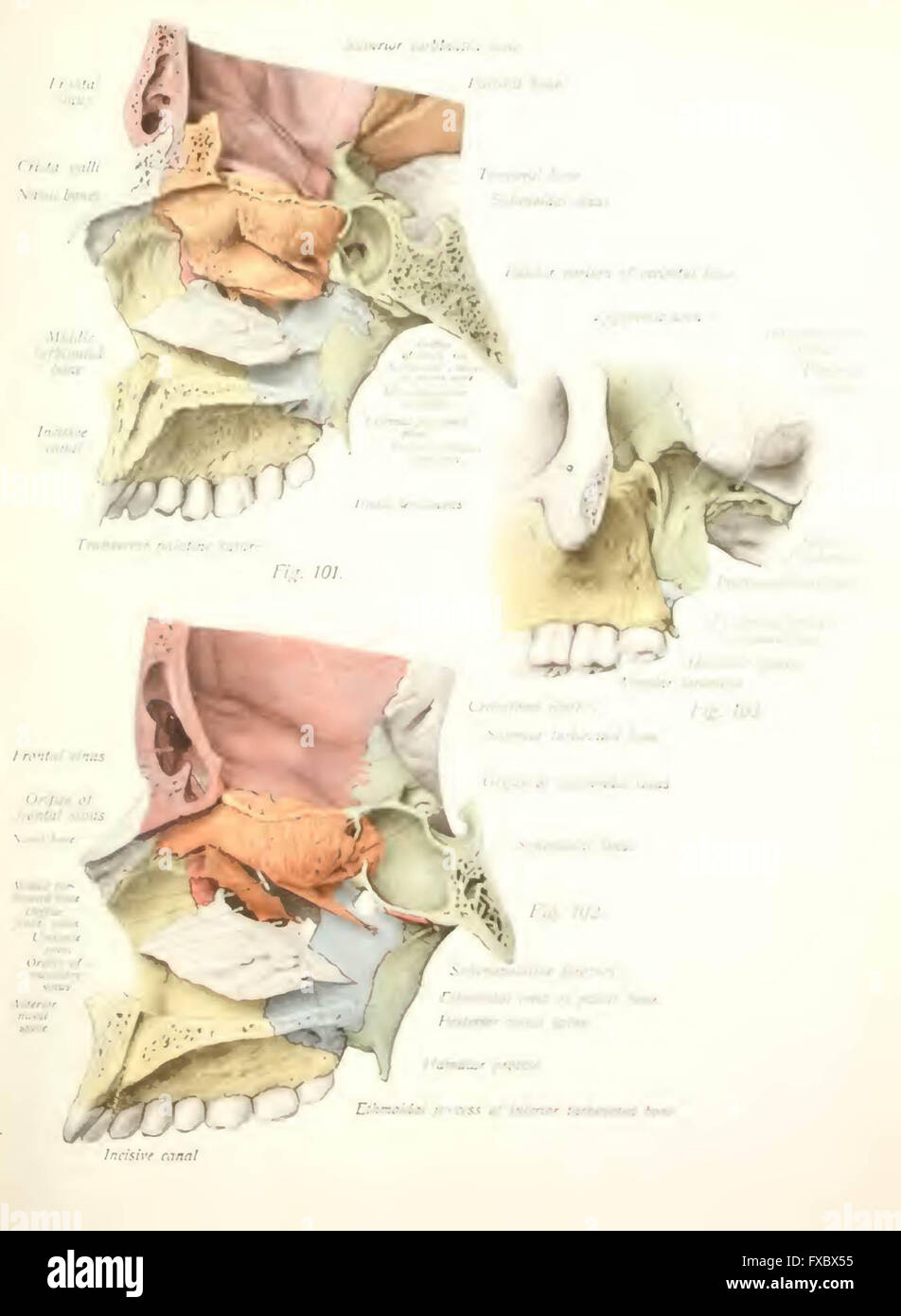 Atlas and text-book of human anatomy by Sobotta, Johannes, 1869-1945 ...