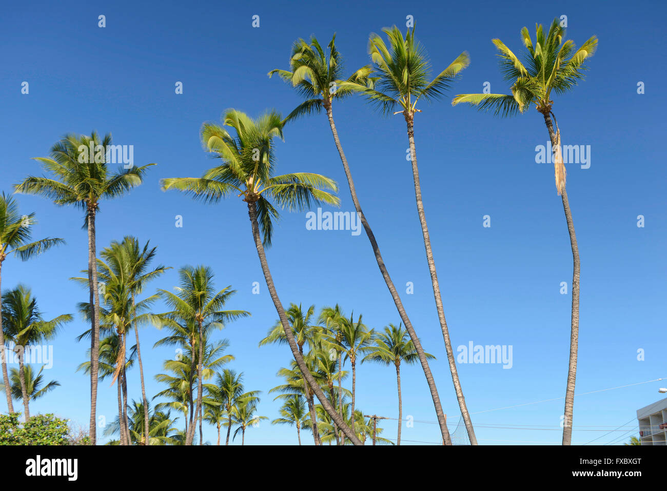 Maui trees hi-res stock photography and images - Alamy