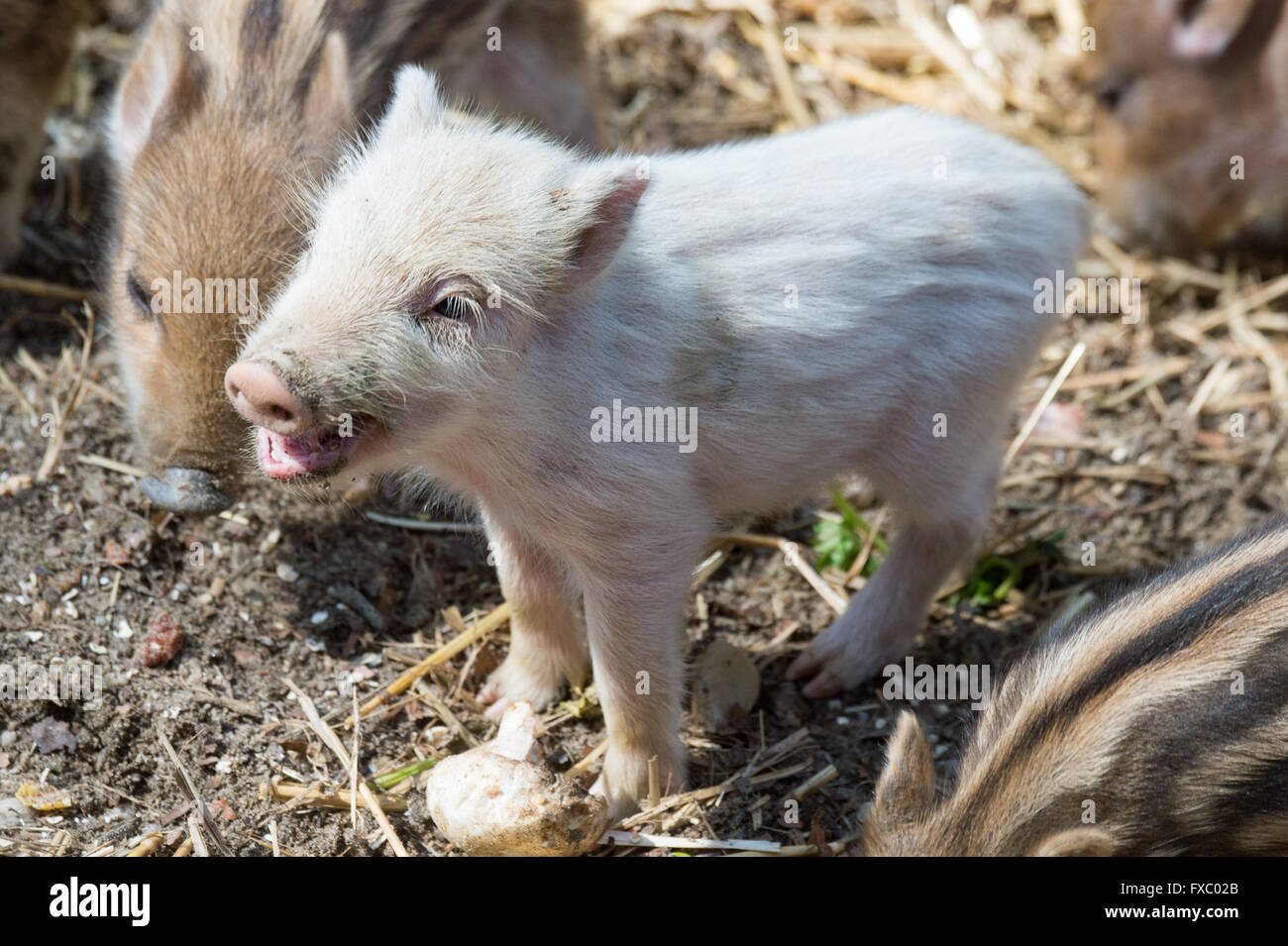 Ortenburg, Germany. 13th Apr, 2016. The white boar 'Bruno' stands in ...