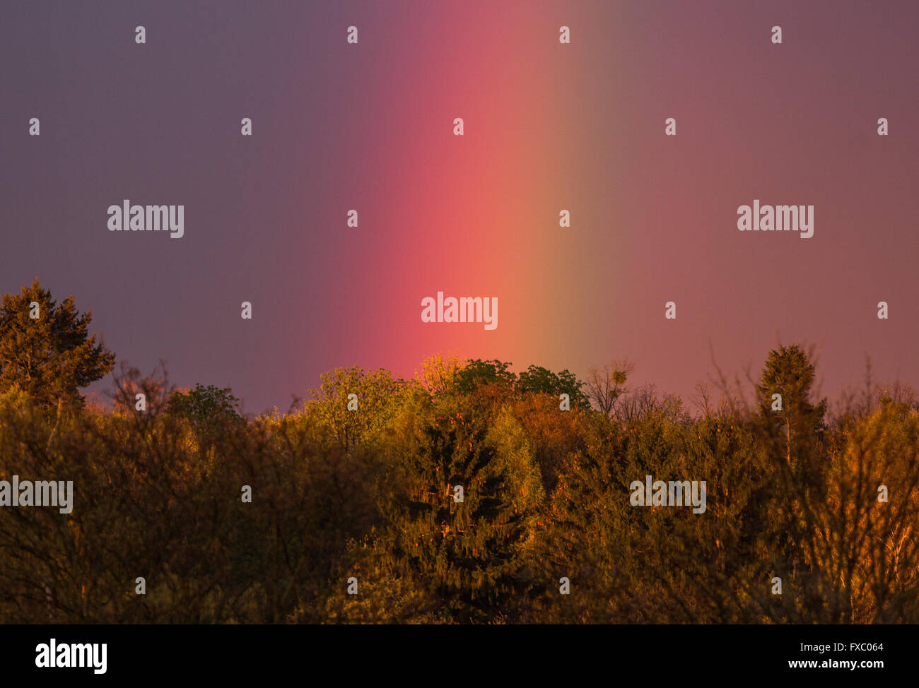 A rainbow and the light from the setting sun bathe the trees of Huth ...