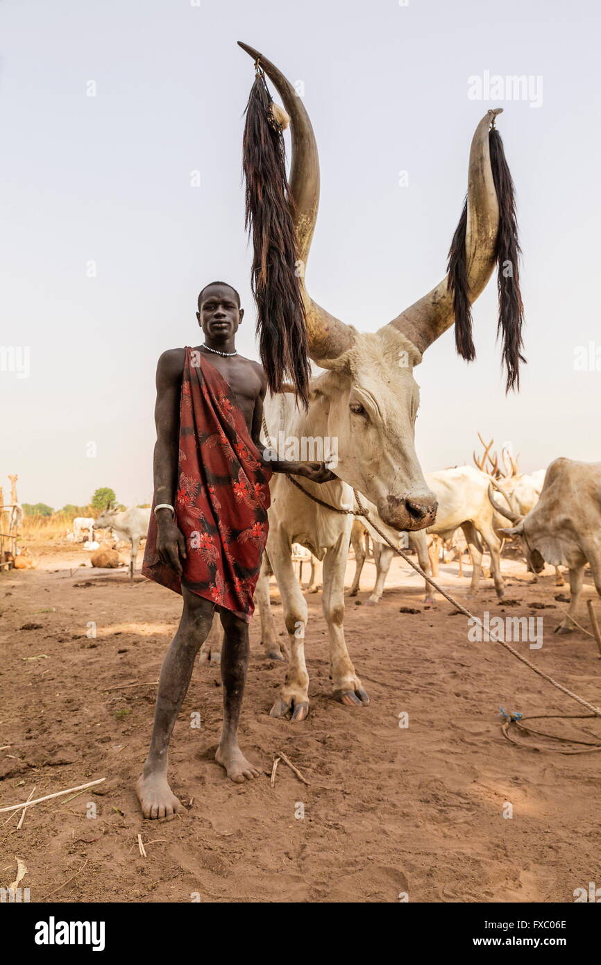 South Sudan. 21st Feb, 2016. A Mundari man with his most prized cattle ...