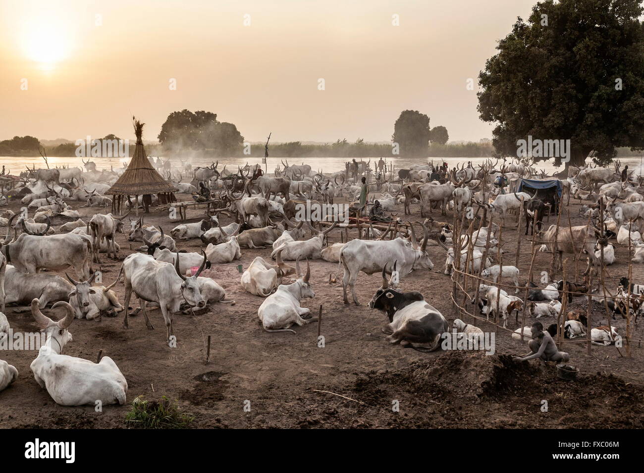 South Sudan. 23rd Feb, 2016. The Mundari cattle camp at dawn. One of 64 ...