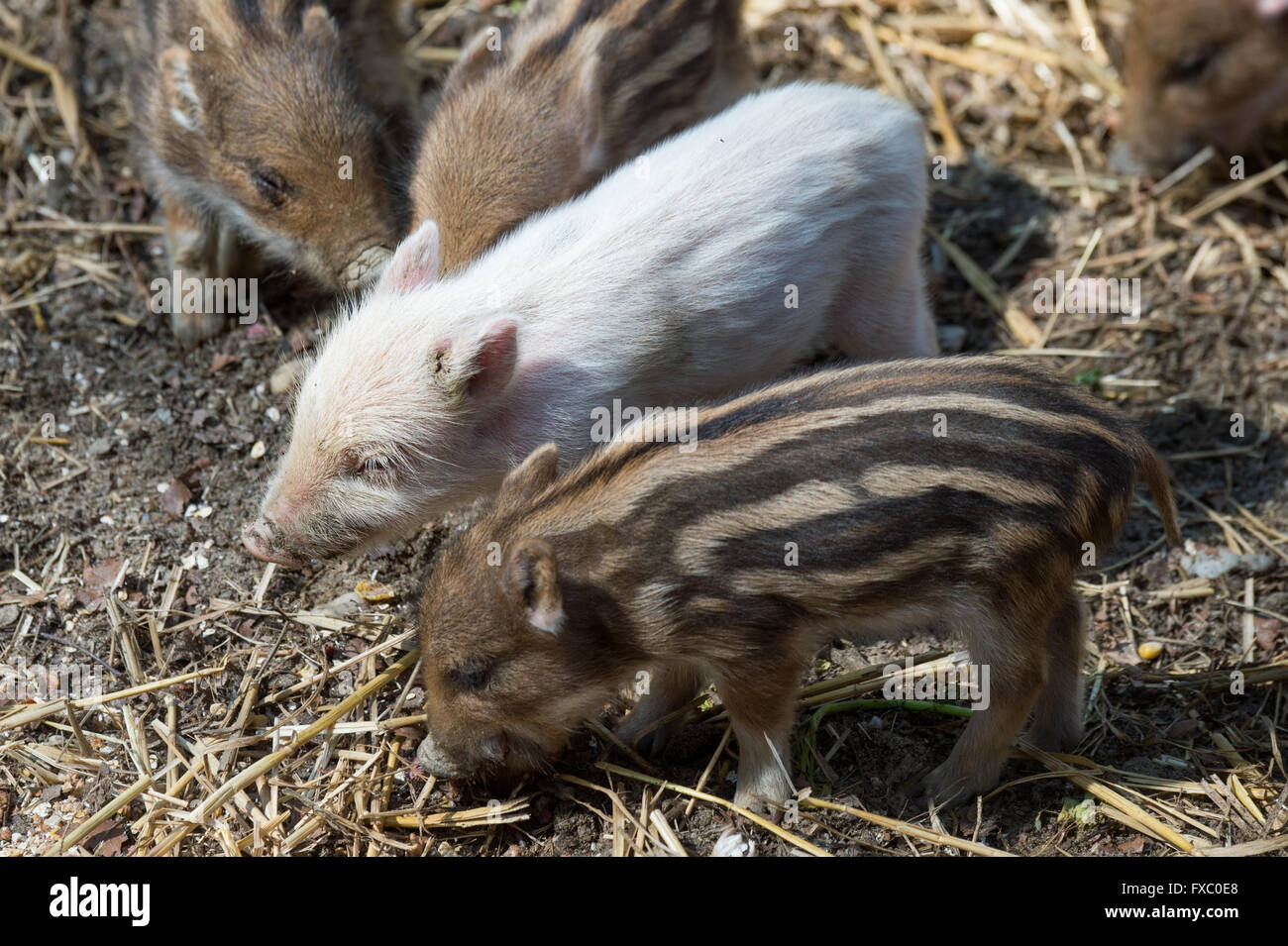 Ortenburg, Germany. 13th Apr, 2016. The white boar 'Bruno' stands ...