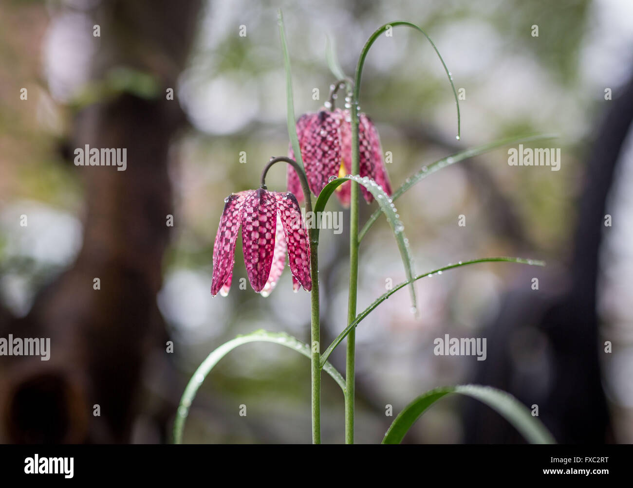 Two main blooms hi-res stock photography and images - Alamy
