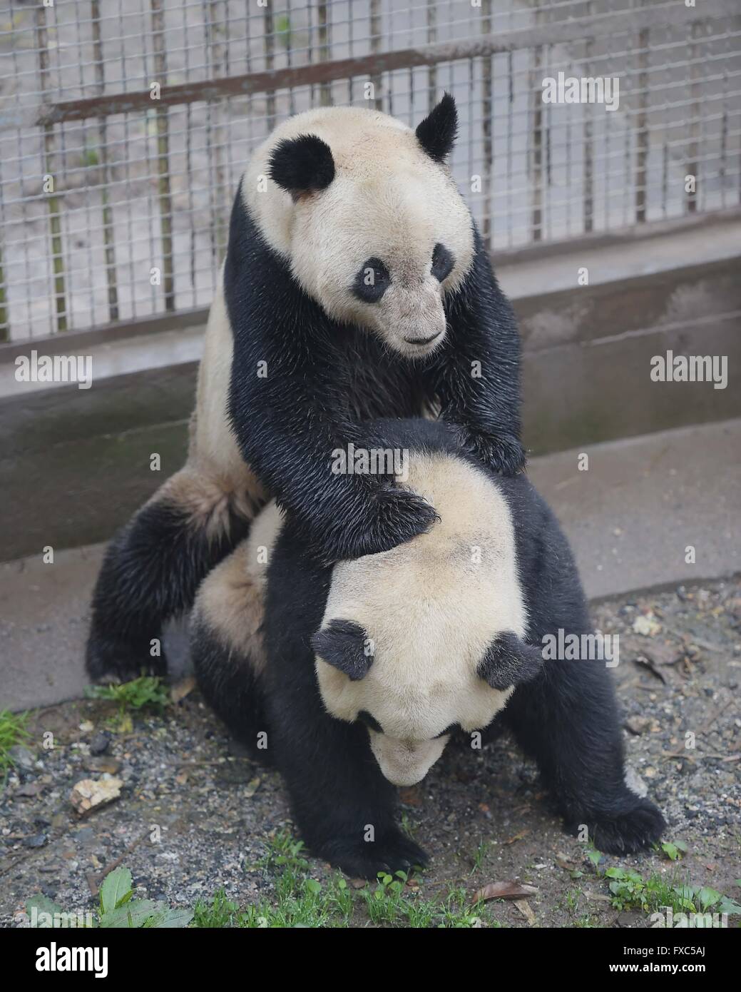 Ya'an, China's Sichuan Province. 14th Apr, 2016. Giant panda "Yang Yang ...