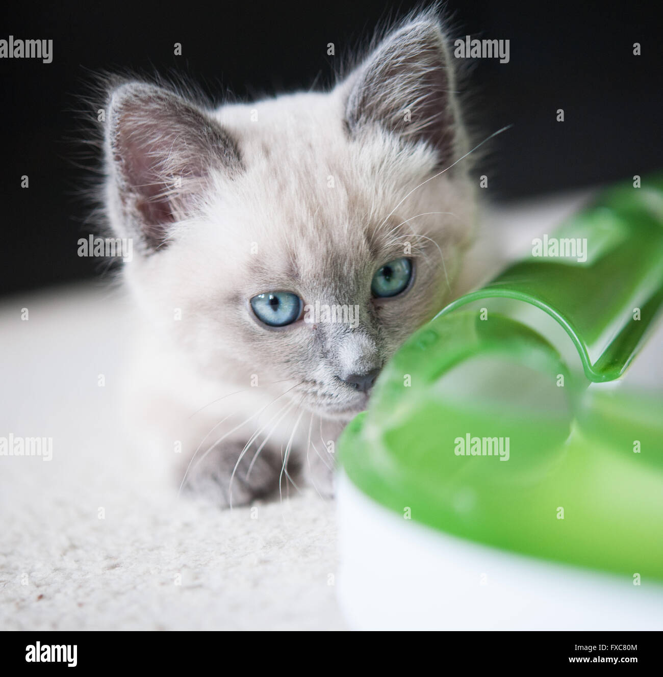 Picture of a Birman kitten, taken on 08/04/2016 in Büdesheim Stock ...