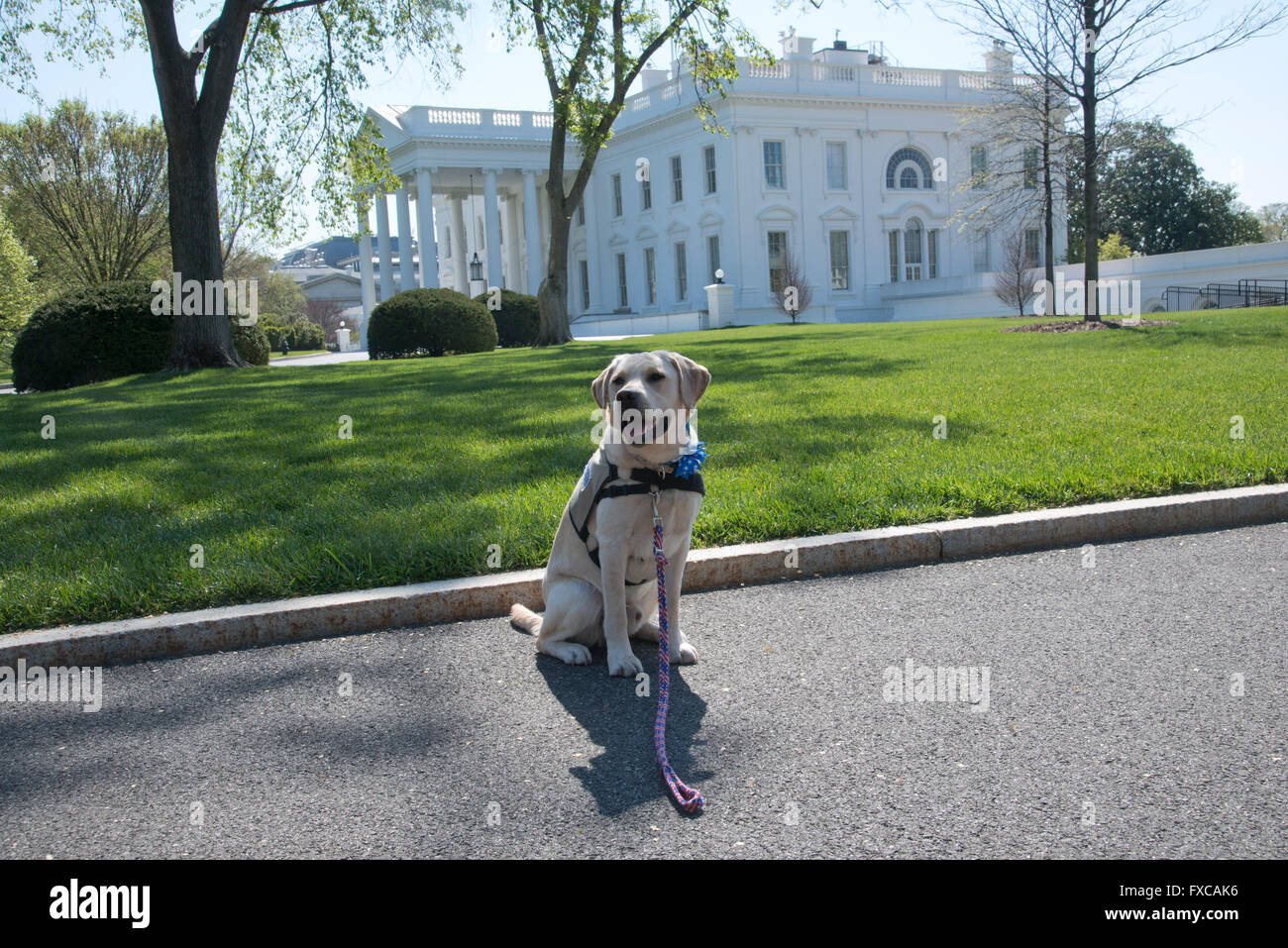 Biden dog white house hi-res stock photography and images - Alamy