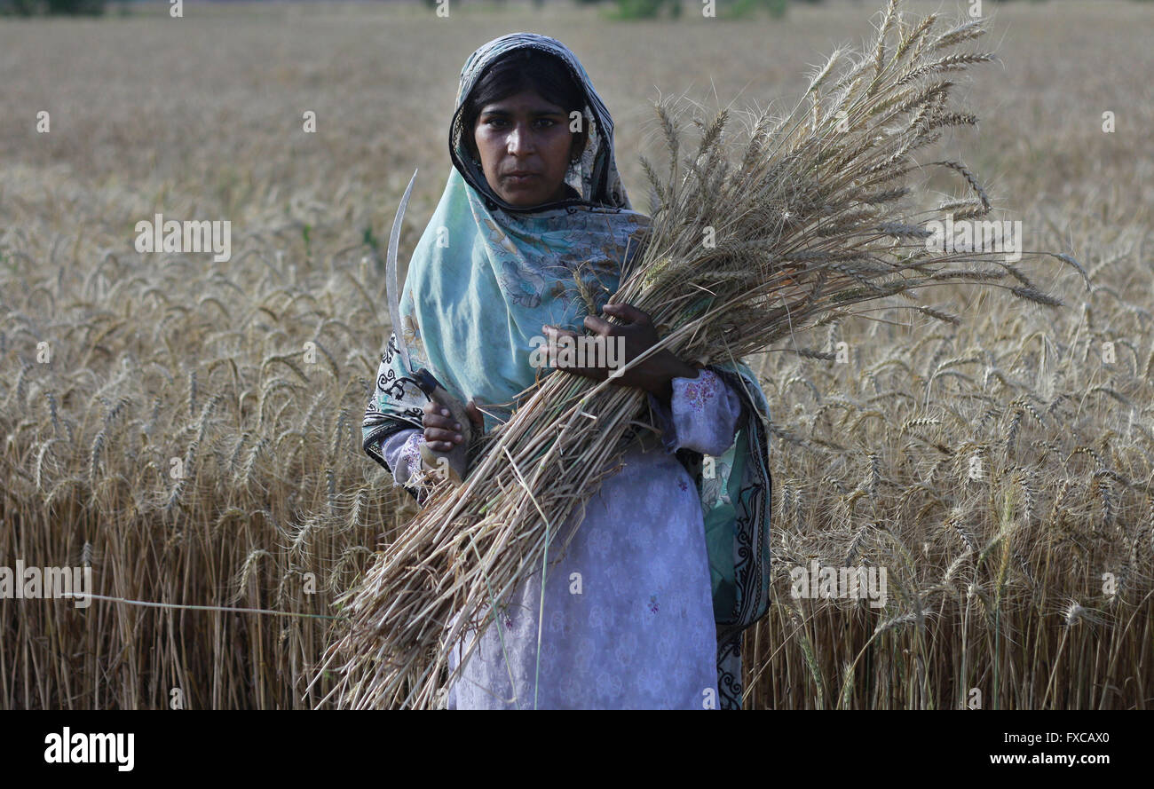 Lahore, Pakistan. 14th Apr, 2016. Pakistani farmer harvests wheat crops ...