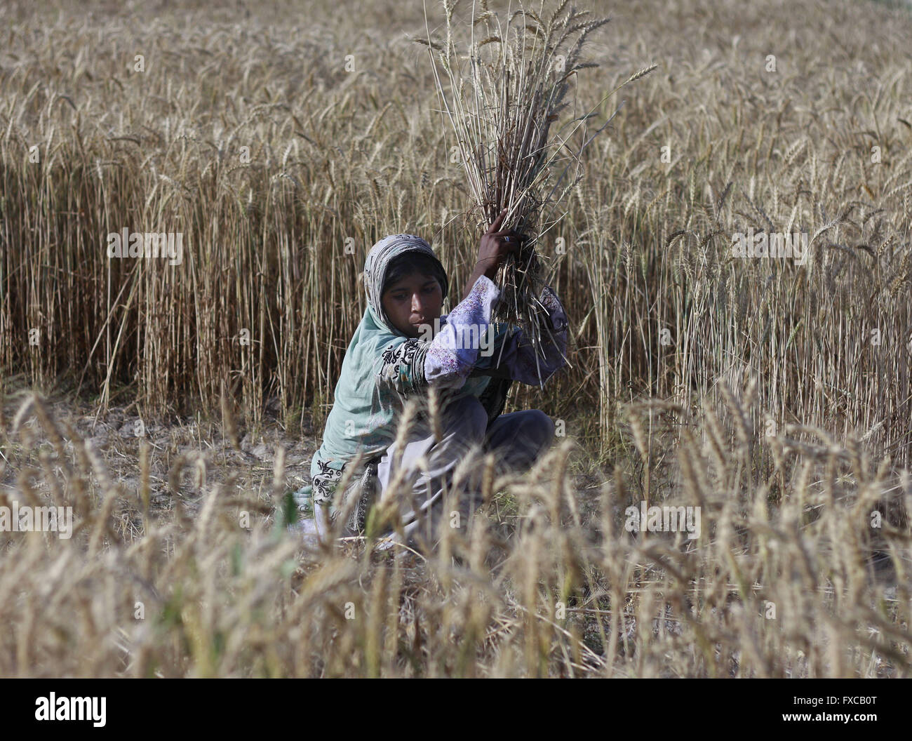 Lahore, Pakistan. 14th Apr, 2016. Pakistani farmer harvests wheat crops ...