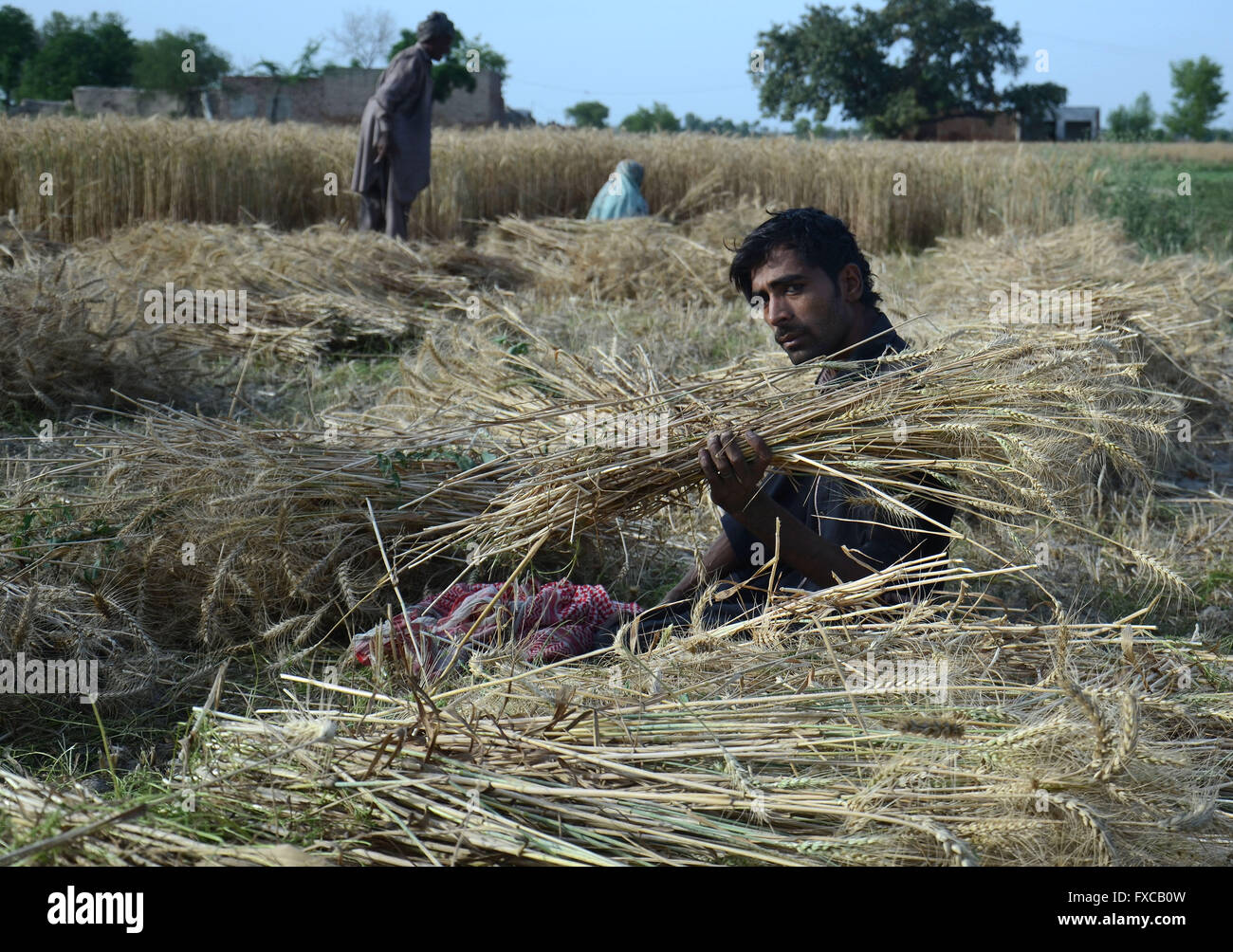 Lahore, Pakistan. 14th Apr, 2016. Pakistani farmer harvests wheat crops ...