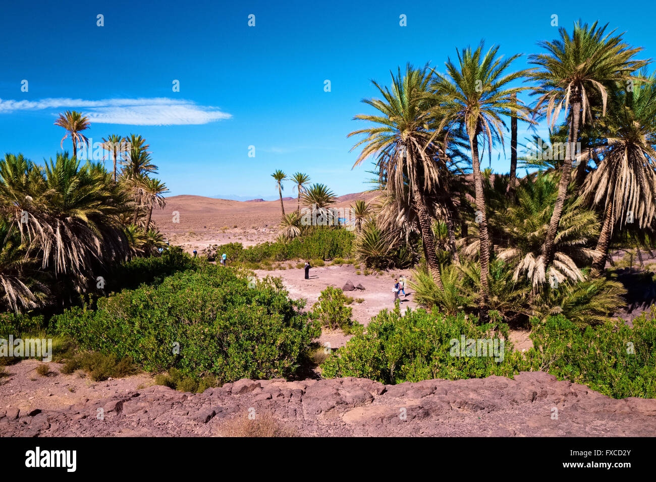 Oasis and palm trees hi-res stock photography and images - Alamy