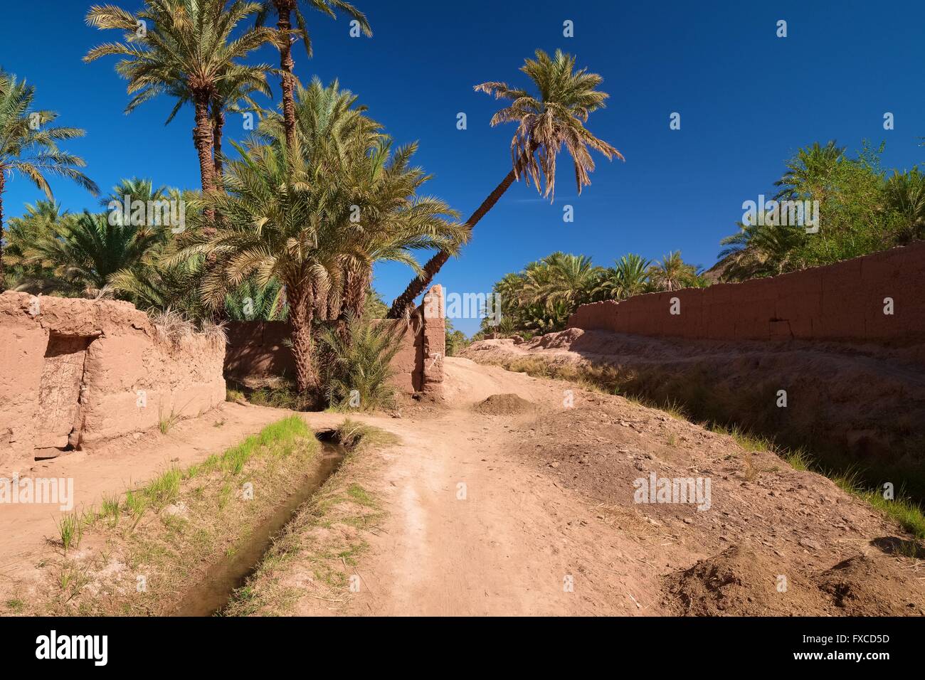 Palm groves hi-res stock photography and images - Alamy