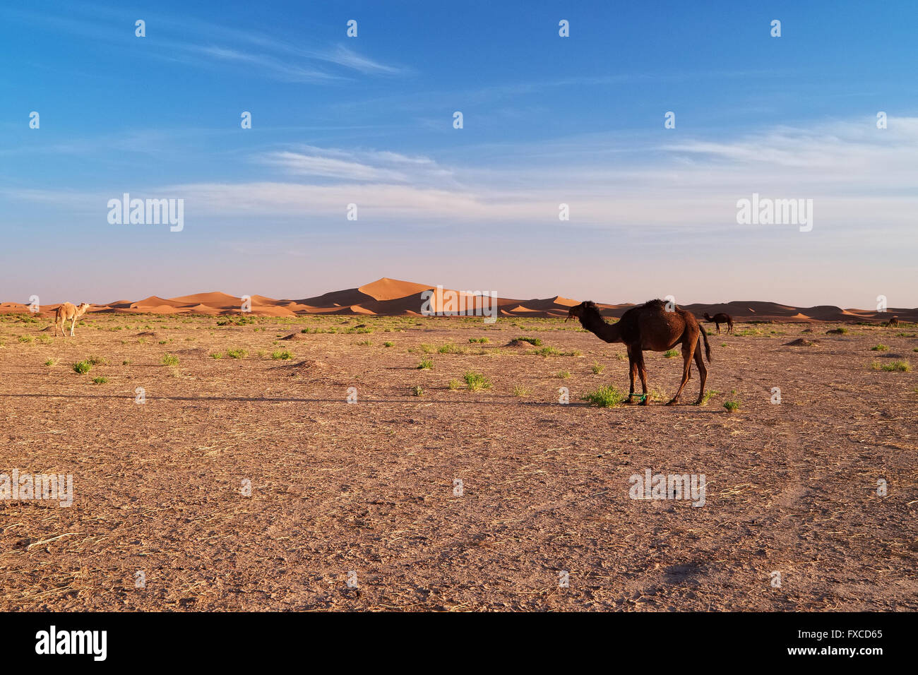 Sahara morocco camel hi-res stock photography and images - Alamy