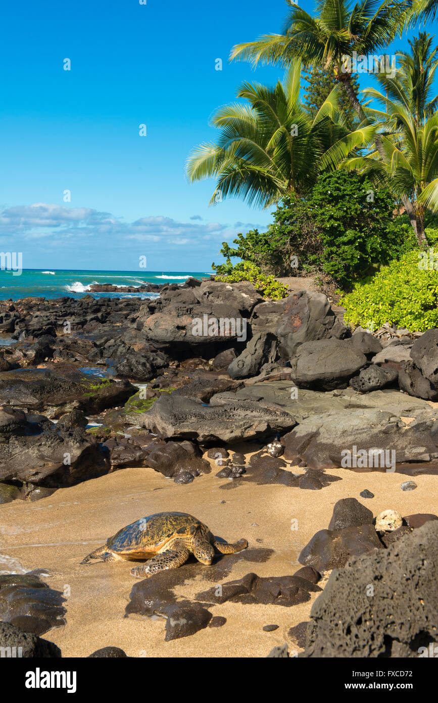 USA, Hawaii, Maui , Green Sea Turtle Stock Photo - Alamy