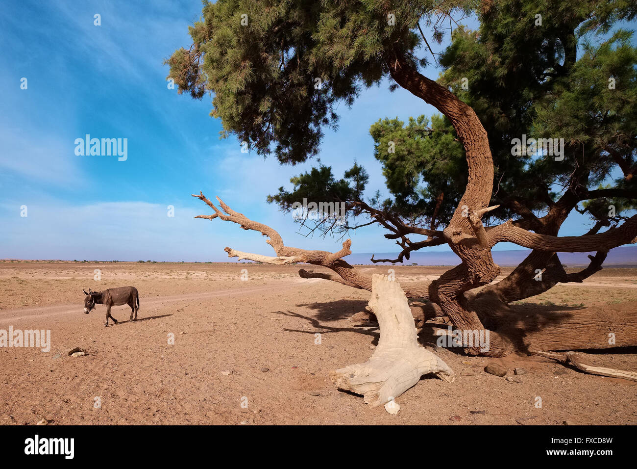 Sahara morocco hi-res stock photography and images - Alamy