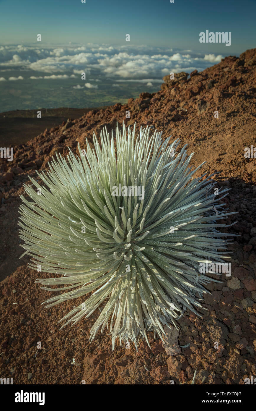Silver sword plant maui High Resolution Stock Photography and Images ...