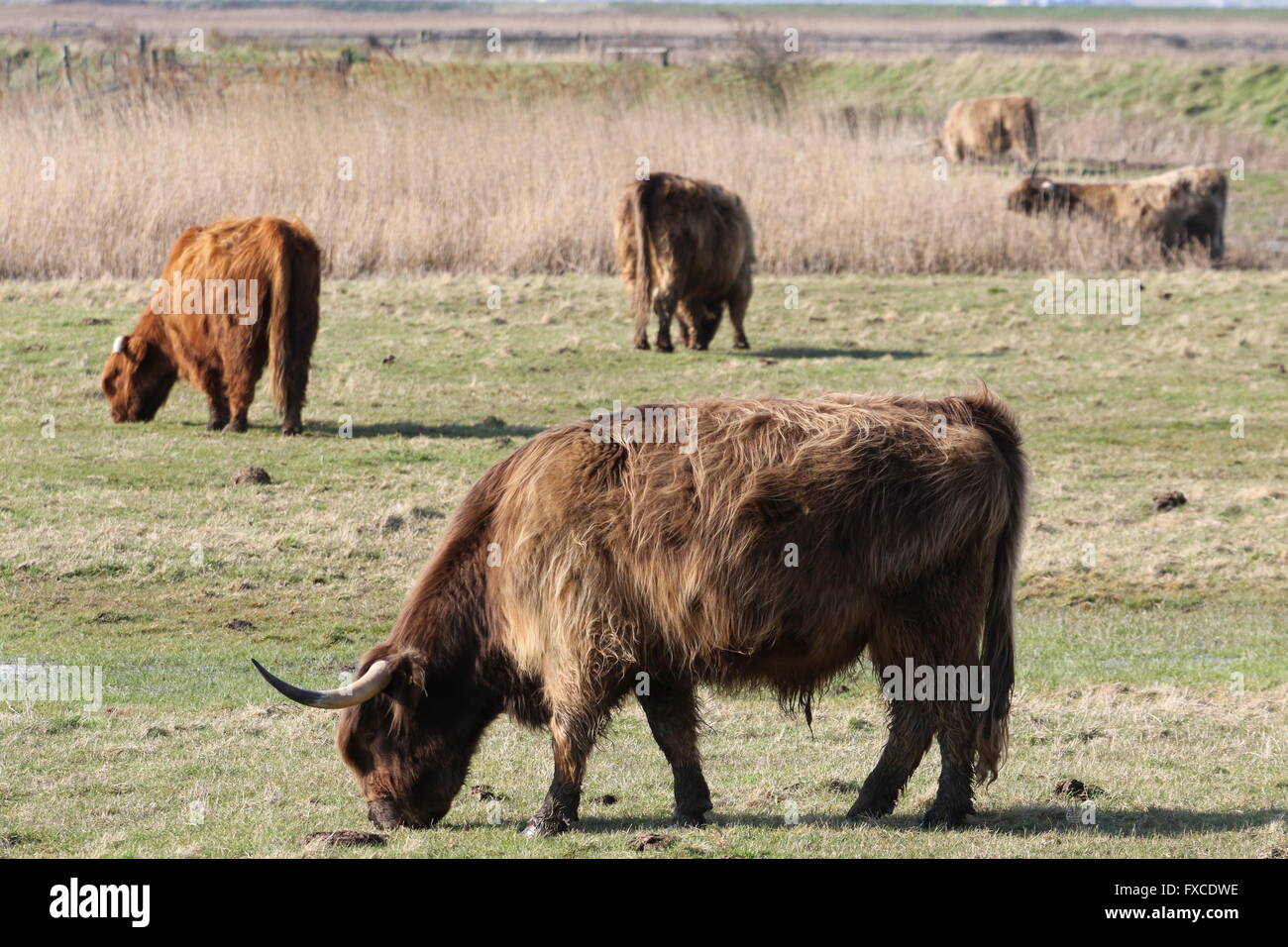 Grazing highland cattle hi-res stock photography and images - Alamy