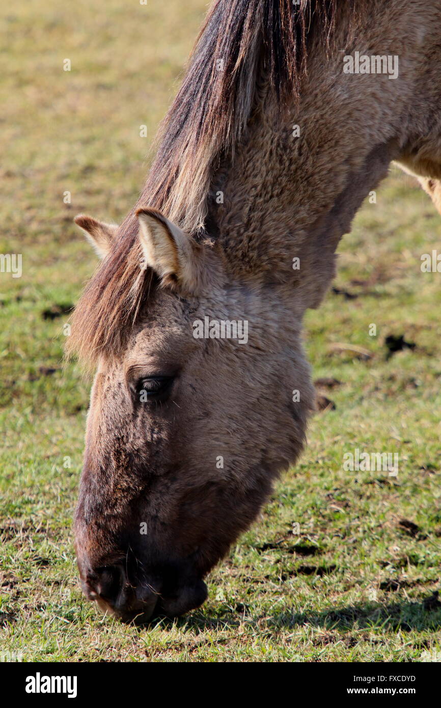Konik horse hi-res stock photography and images - Alamy