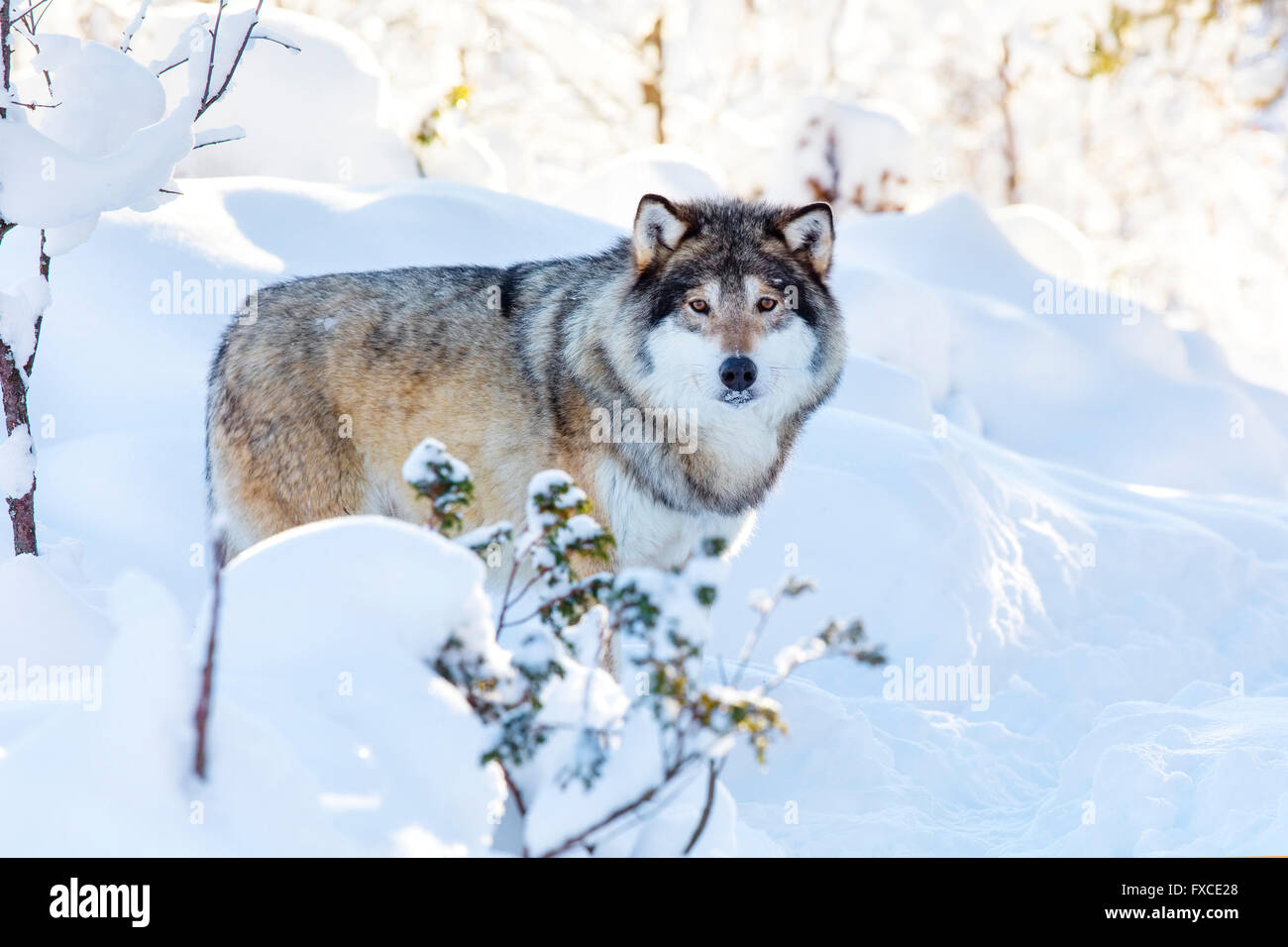 Snowy wolf stands in beautiful winter forest Stock Photo - Alamy