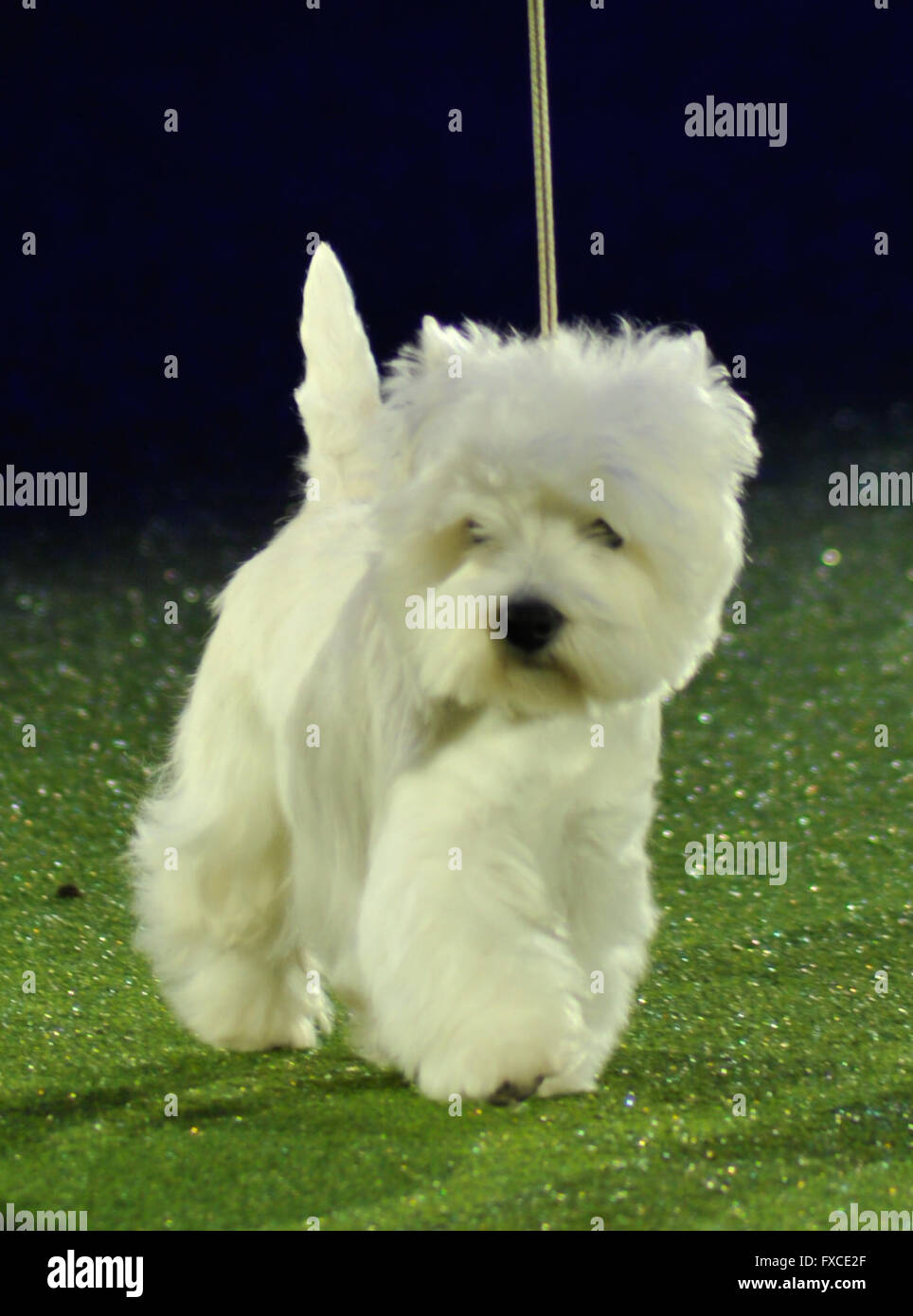 Crufts 2016 at NEC Birmingham - Day 4 - Best in Show Presentation ...