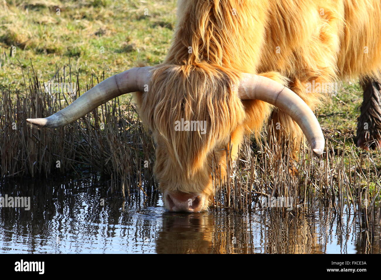 Highland Cattle drinking from dyke Stock Photo - Alamy