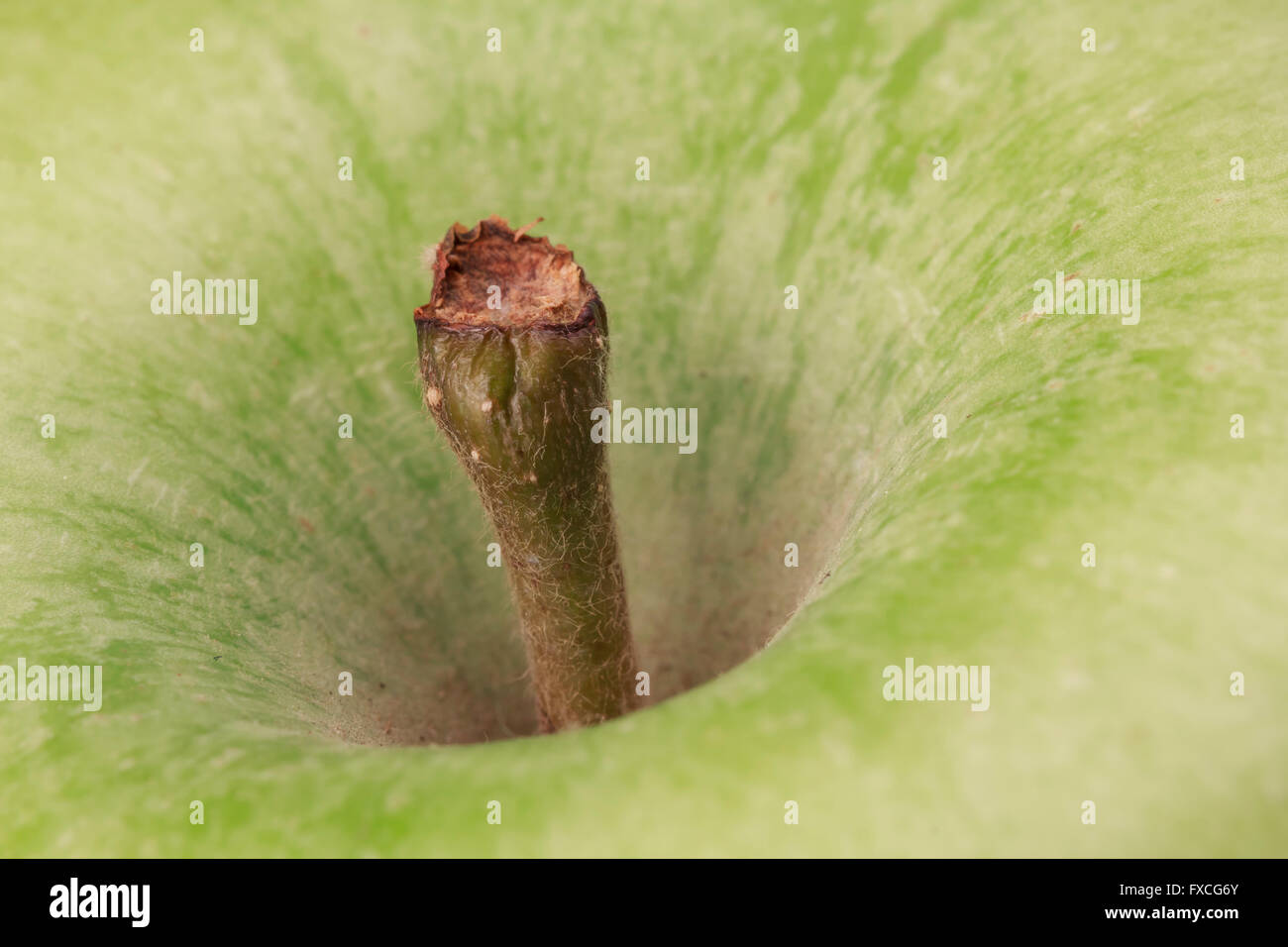 Apple stem hi-res stock photography and images - Alamy