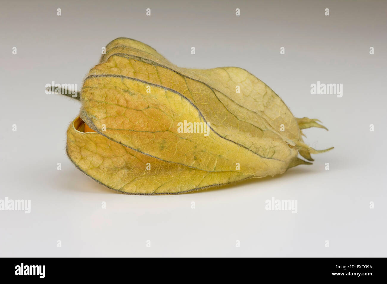 One Physalis fruit against a bright background Stock Photo - Alamy